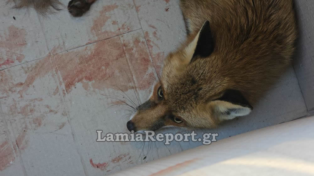 Λαμία: Γέφυρα ζωής για τραυματισμένη αλεπού – Ο εντοπισμός και η ...