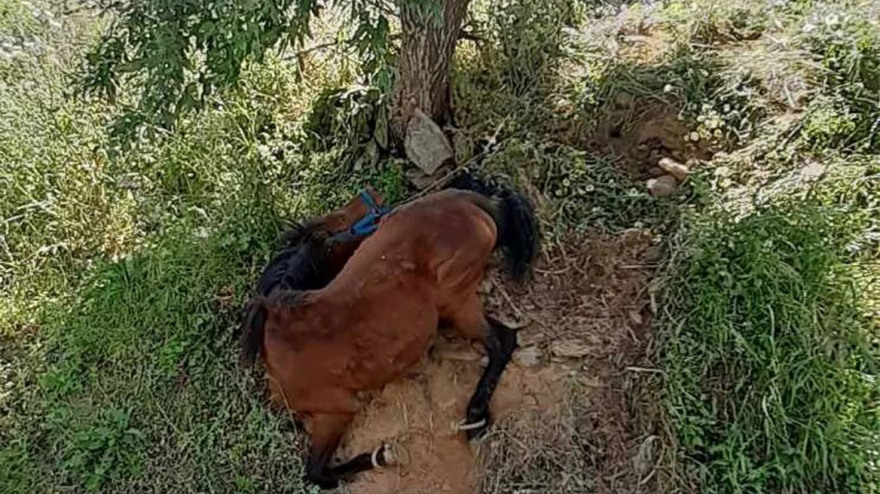 Τζια – Στα όρια της διαστροφής: Έδεσαν τα πόδια αλόγου και το κρέμασαν ...