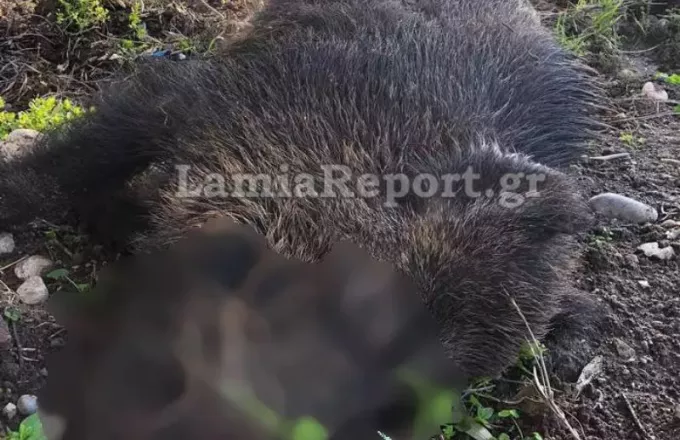 Φθιώτιδα: Τροχαίο με τεράστιο αγριογούρουνο στην Αταλάντη – Τυχερός ...