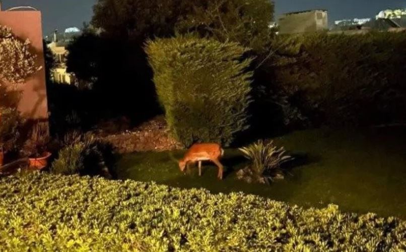 Ρόδος: Τα ελάφια έφτασαν μέχρι τις αυλές των σπιτιών αναζητώντας τροφή
